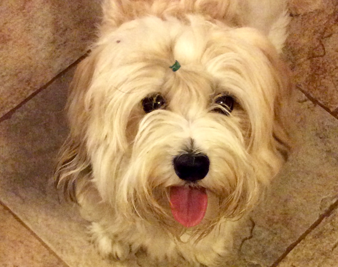 Our Havanese – Starrdust’s Golden Retrievers & Havanese