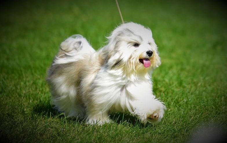 Our Havanese – Starrdust’s Golden Retrievers & Havanese