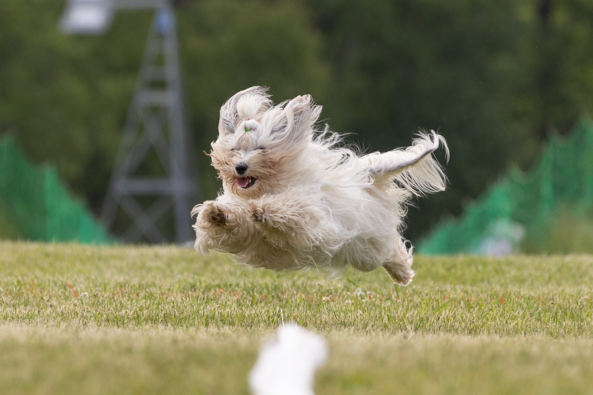 Ziva – Starrdust’s Golden Retrievers & Havanese