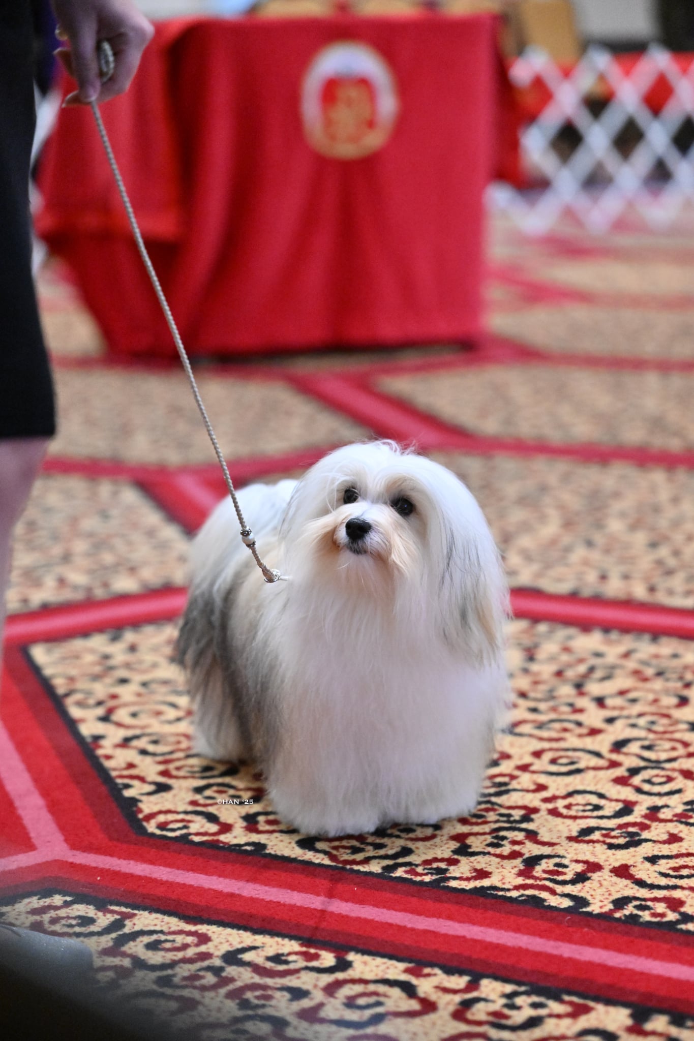 Kai – Starrdust’s Golden Retrievers & Havanese